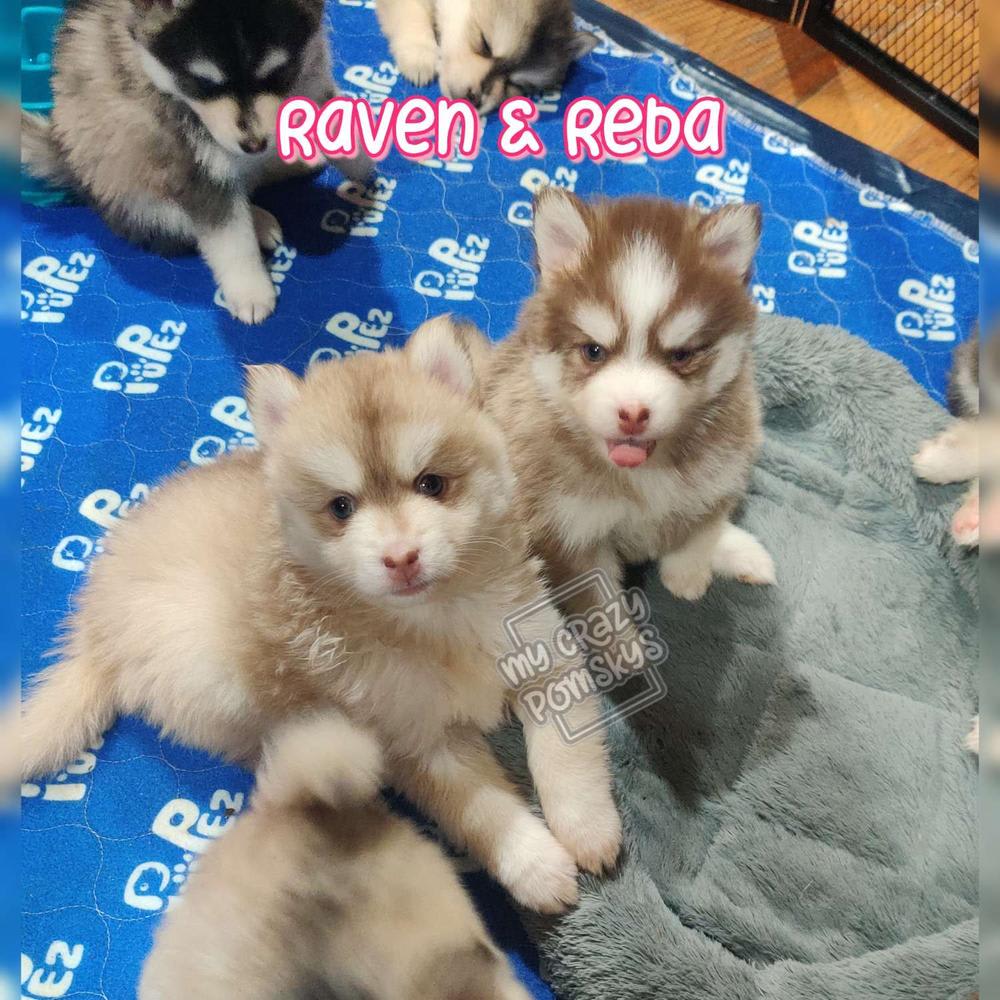 Raven F3 Female Red Wolf Sable-Blue Eyes - Sold Puppies - My Crazy ...