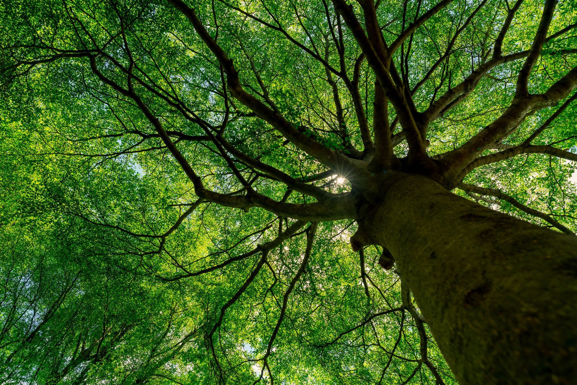 Certified Arborist Lake County IL | Acer Tree Service