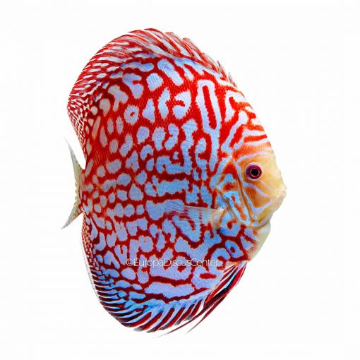 Checkerboard Red Map - Our Currently Available Discus - OM DiscusCenter ...