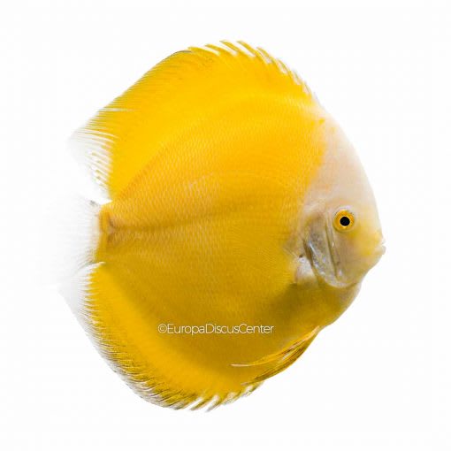 Millenium Golden - Our Currently Available Discus - OM DiscusCenter ...