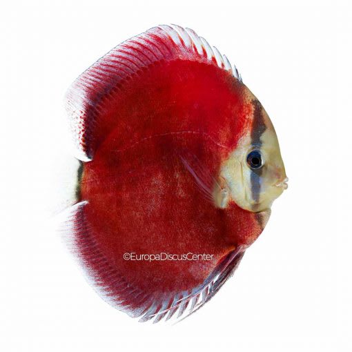 Red Cover - Our Currently Available Discus - OM DiscusCenter | Discus ...