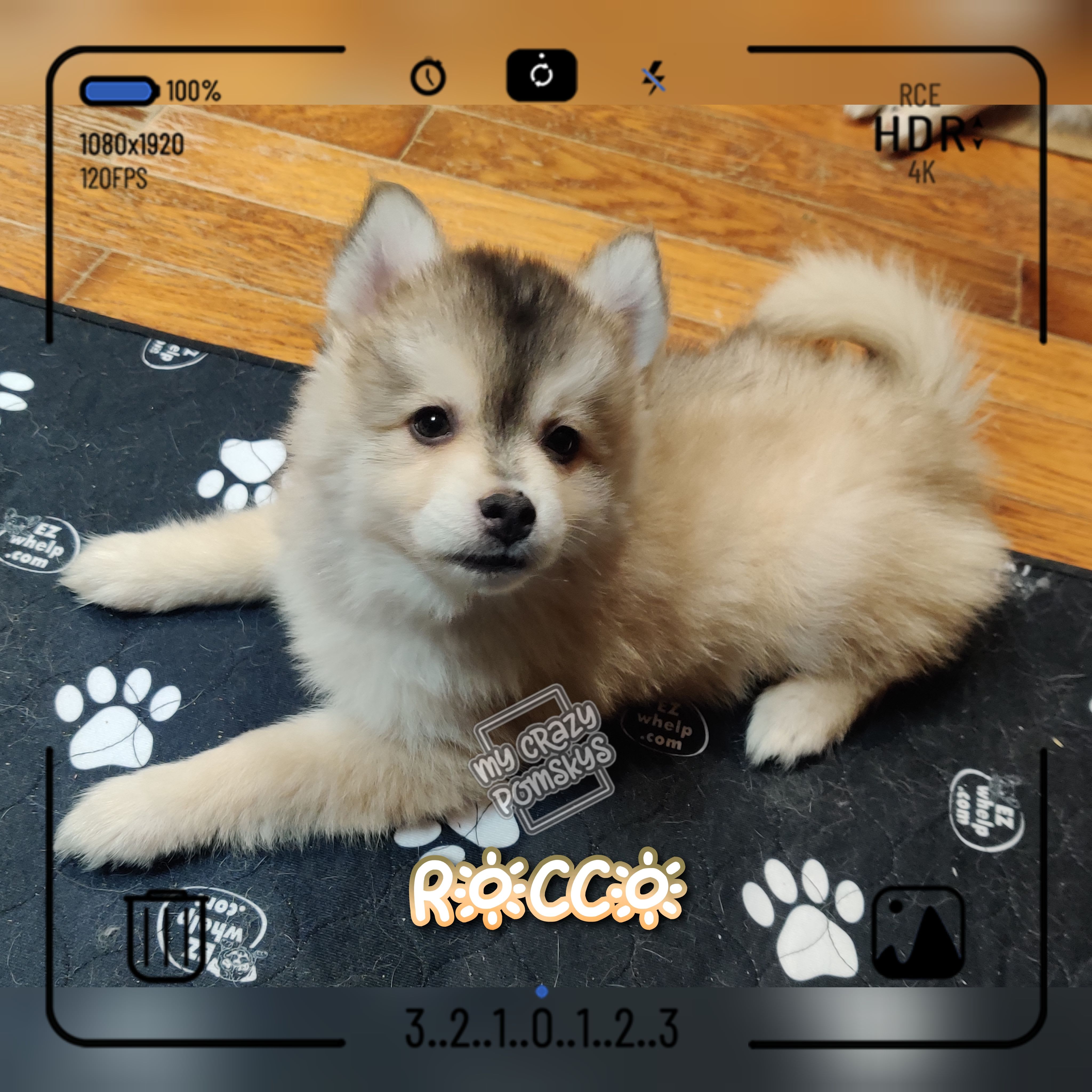 Rocco F3 Male Silver Wolf Sable-Brown Eyes - Sold Puppies - My Crazy ...
