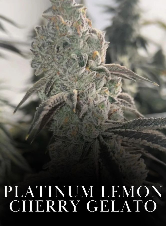 Platinum Lemon Cherry Gelato (Leaf Doctor Cut) - CanniCut’s Clone Selection