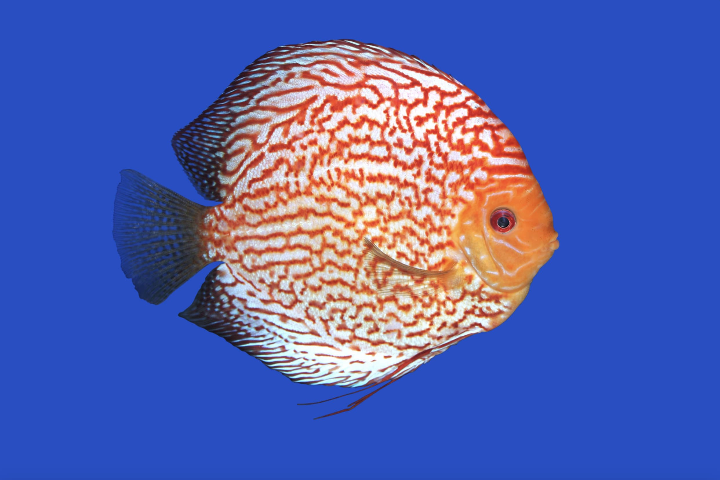 Ring Leopard Discus Fish