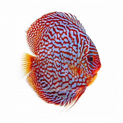 Checkerboard Turquoise - Our Currently Available Discus - OM ...