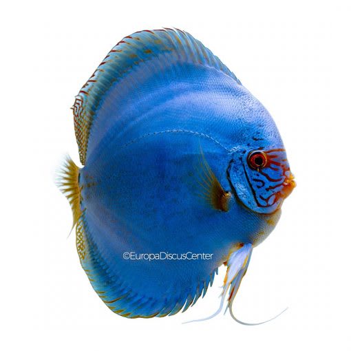 Cobalt Blue *Sold Out* - Currently Sold Out - OM DiscusCenter | Discus ...