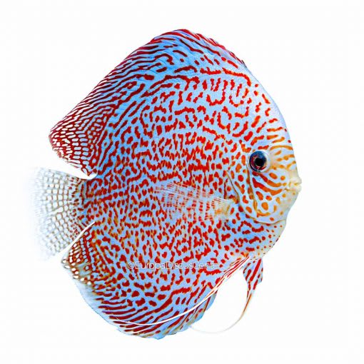 Mosaic Leopard - Our Currently Available Discus - OM DiscusCenter ...