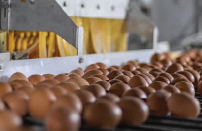 Farm Fresh Eggs Operations - Business Consulting - Princess Flock ...
