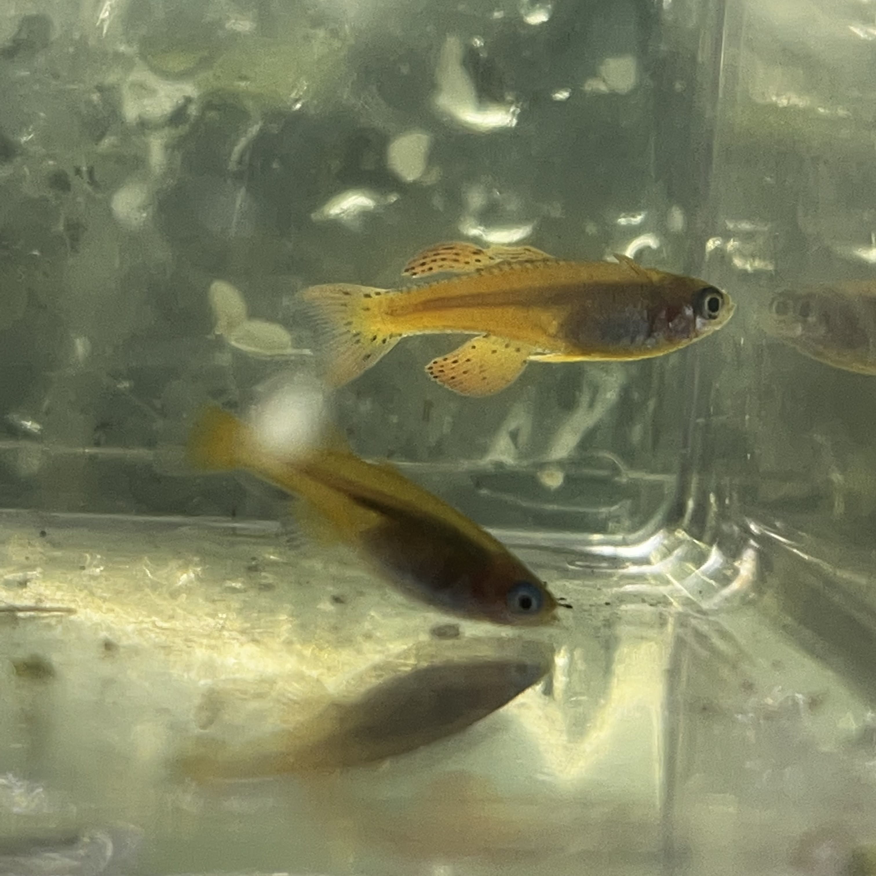 Blue Eye Red Neon Rainbowfish - Nano Fish - Tank Buddies | Aquatic ...