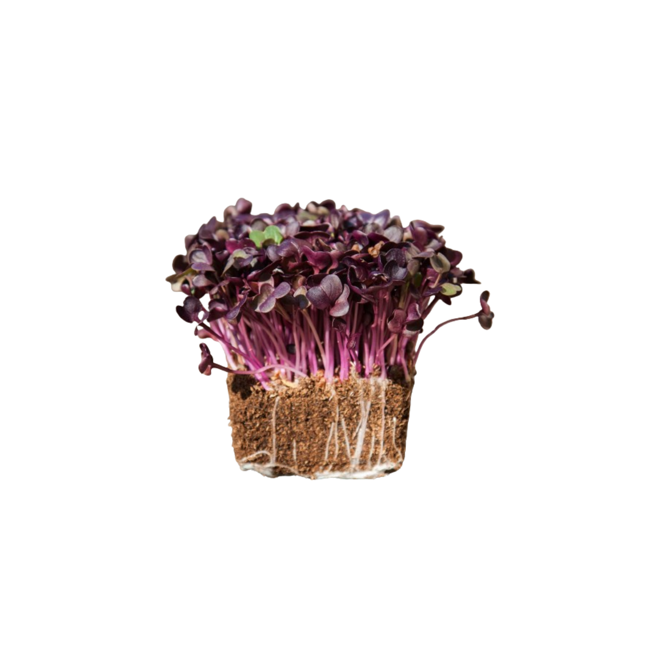 Radish (Rambo) - Fresh Greens - Huckleberry Farms Microgreens | Grower ...