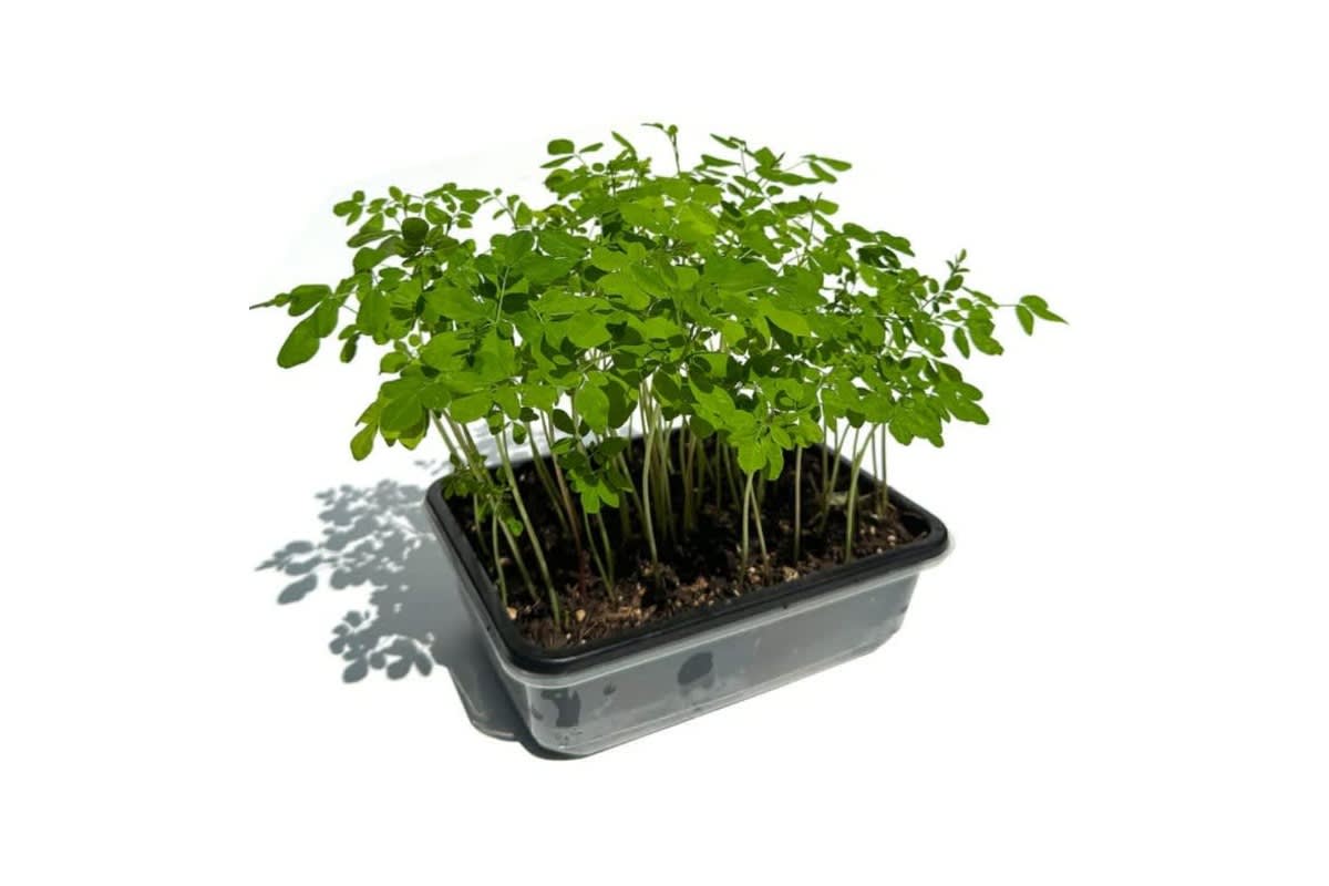 Moringa Microgreens Kit - Organic Moringa Products - USA Organically ...