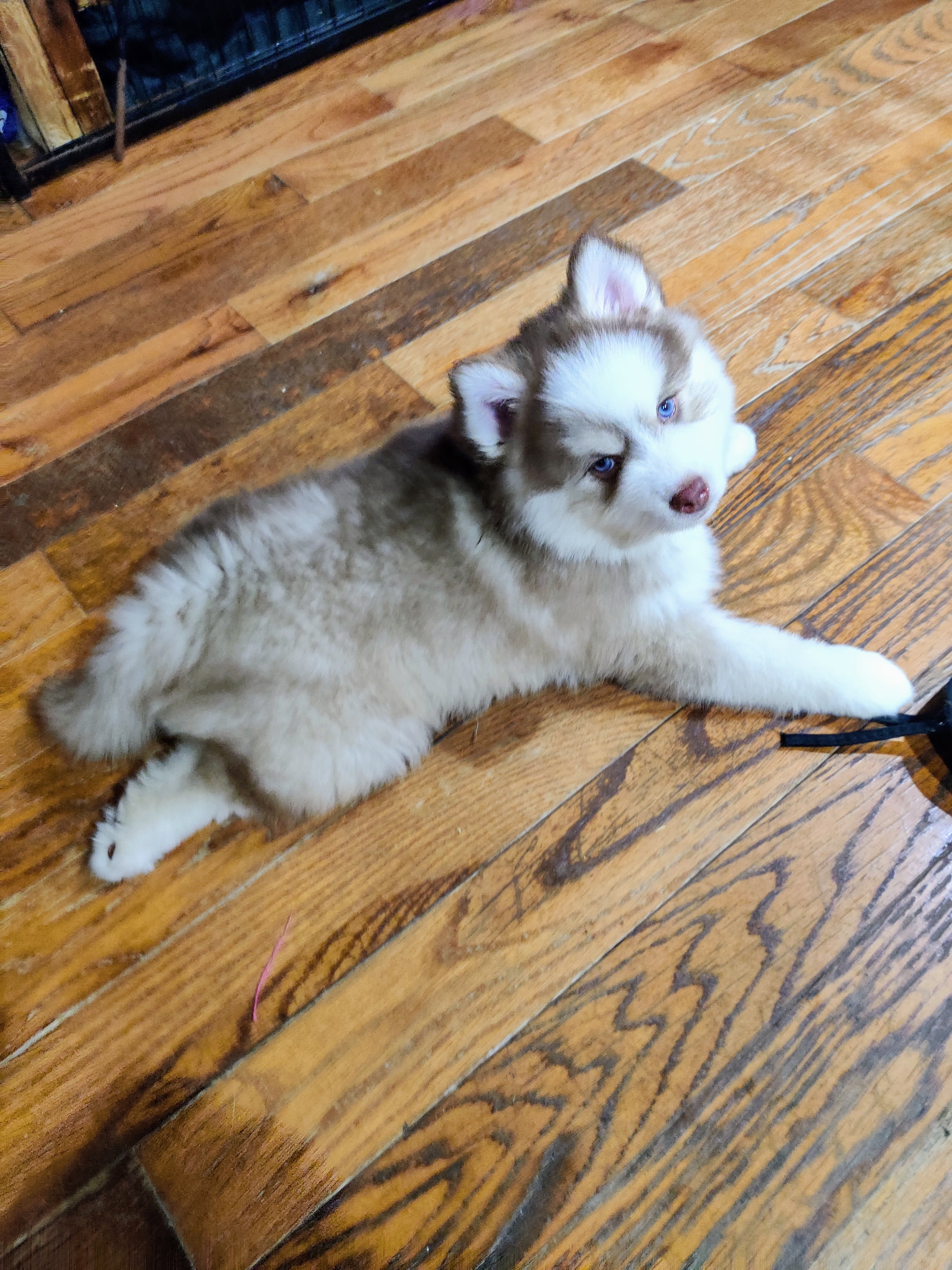 Alfie Red/White Wooly - Blue Eyes Est: 21-24lbs - Sold Puppies - My ...