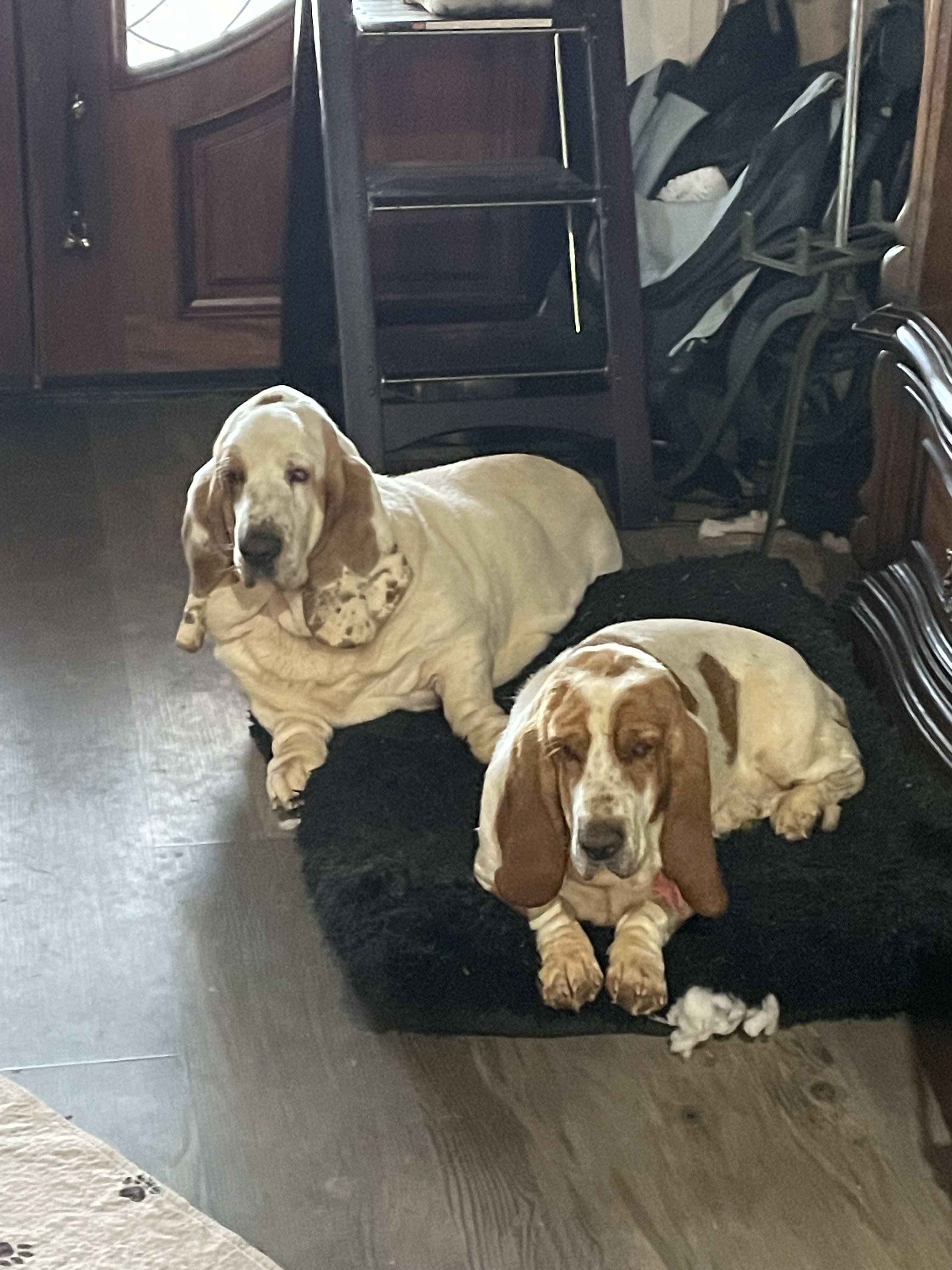 4C's Farm | Golden Retriever & Basset Hound Breeder in Gillsville