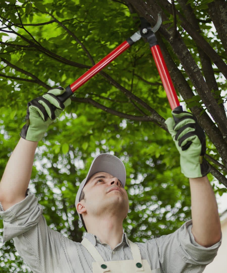 Tree Work - Lawn and Yard Services - Semper Cuts Lawn Care and Yard ...