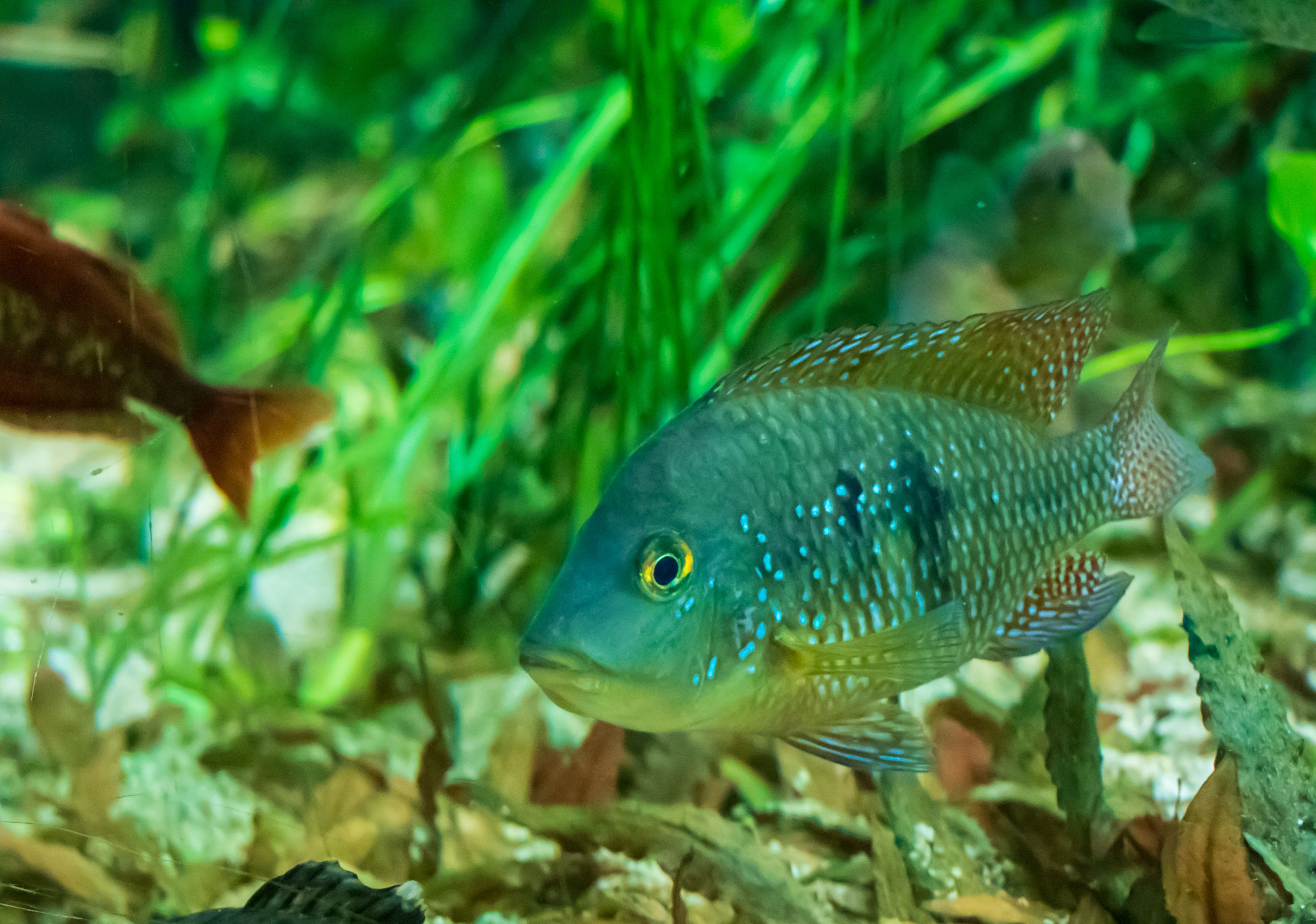 Buccochromis Lepturus Green (7-8 inches) - African Cichlids - ICL ...