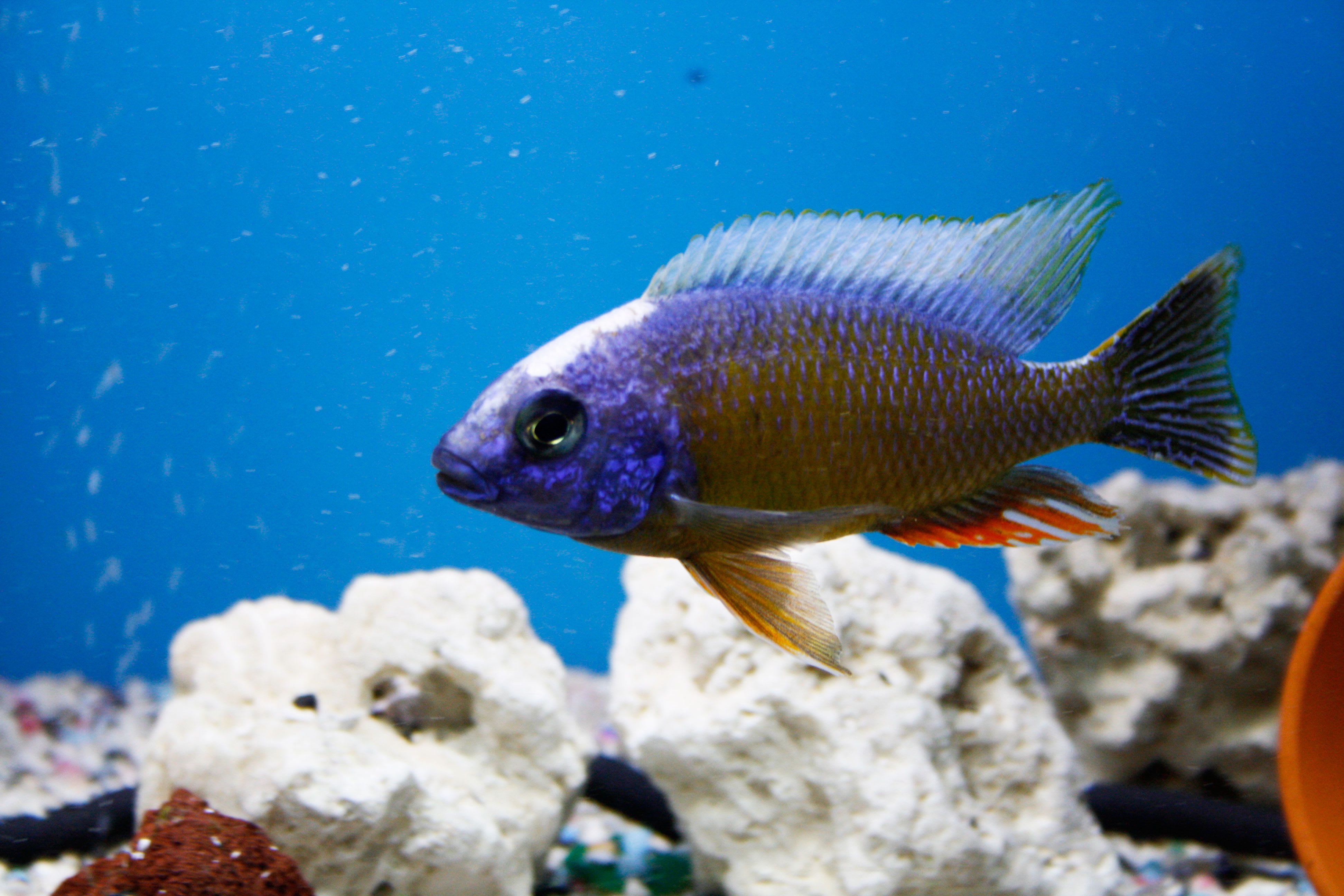 Taiwan Reef (4 inches) - African Cichlids - ICL Aquatics, LLC ...