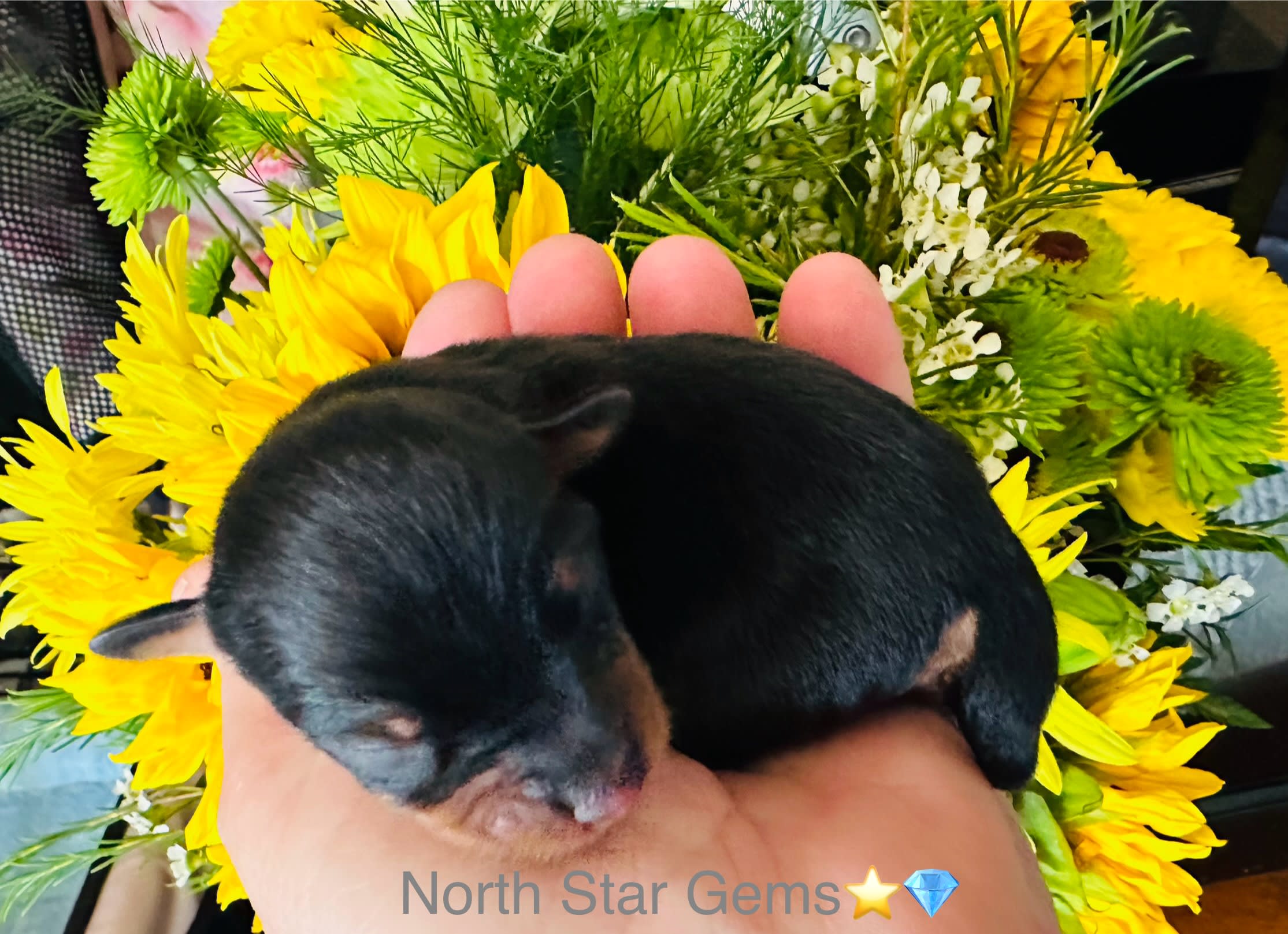 North Star Gems "Prague Ratters" | Seward Pet Breeder
