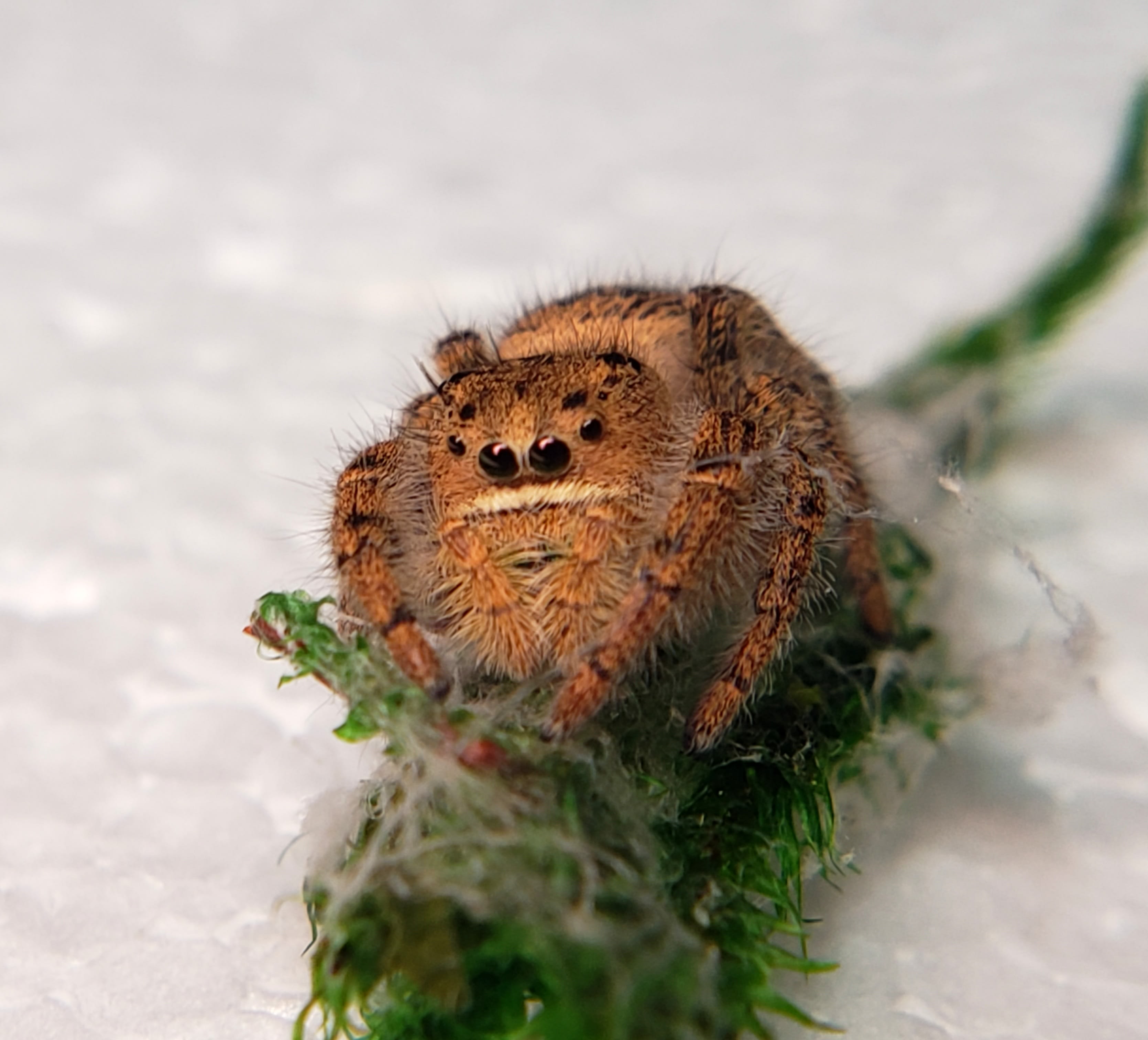 Texan Jumping Spider - ( Phidippus texanus) - Available Jumping Spiders