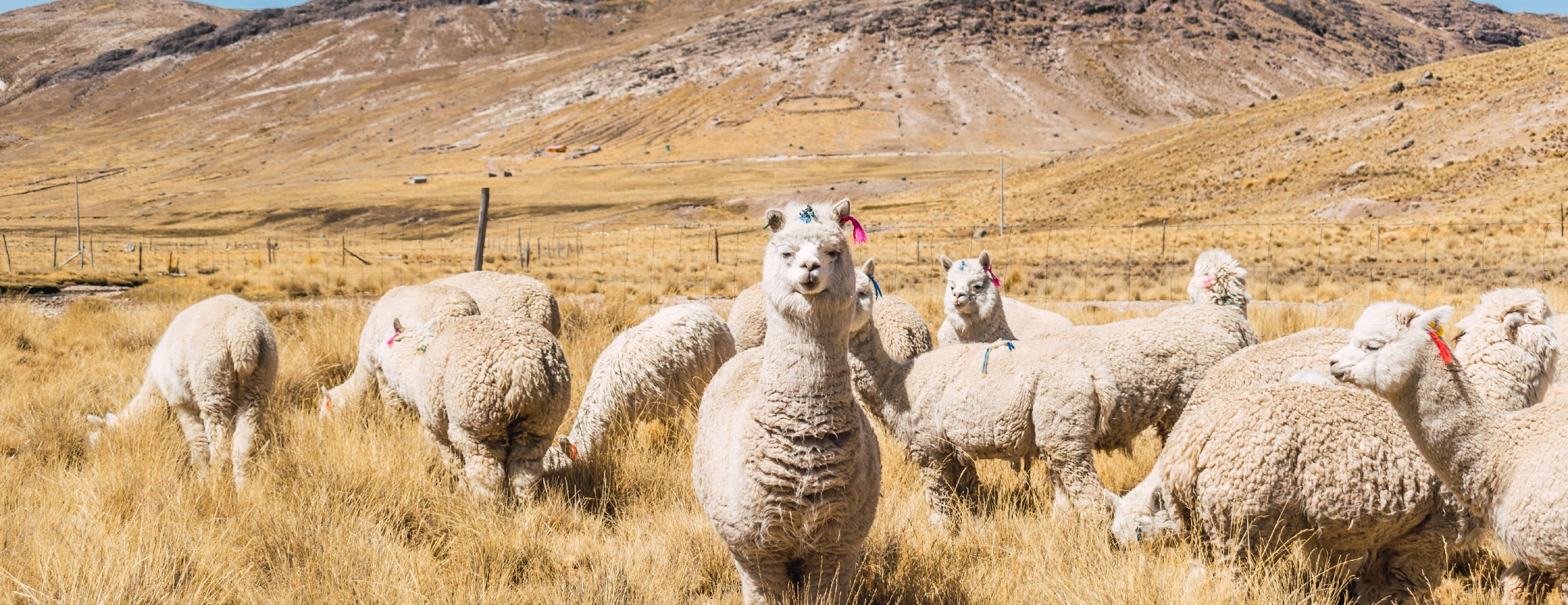 Handmade Alpaca Clothing | Alpaca Gold of the Andes | Mansfield