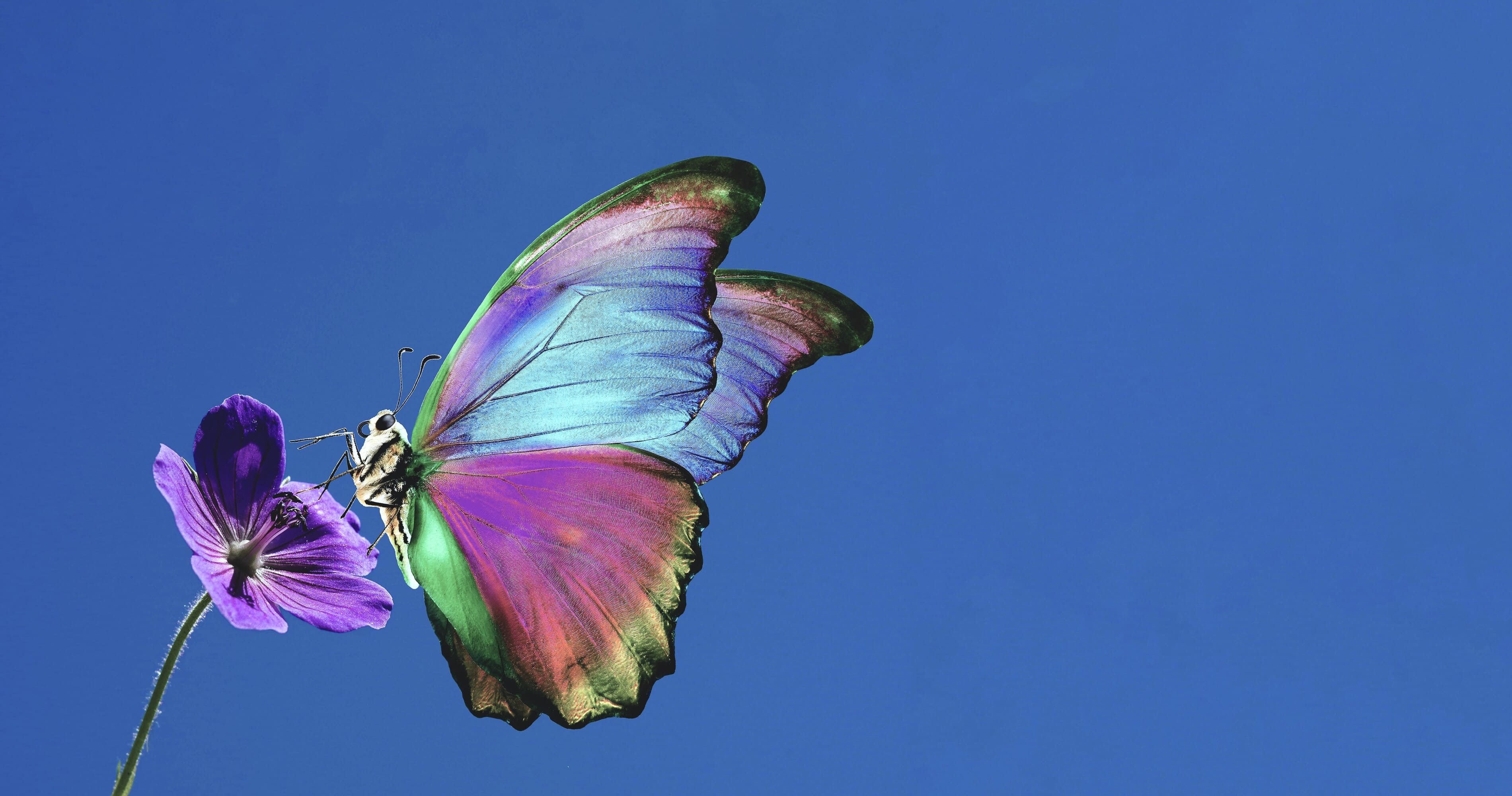 Holistic Integrative Therapies| Portland Holistic Practitioner