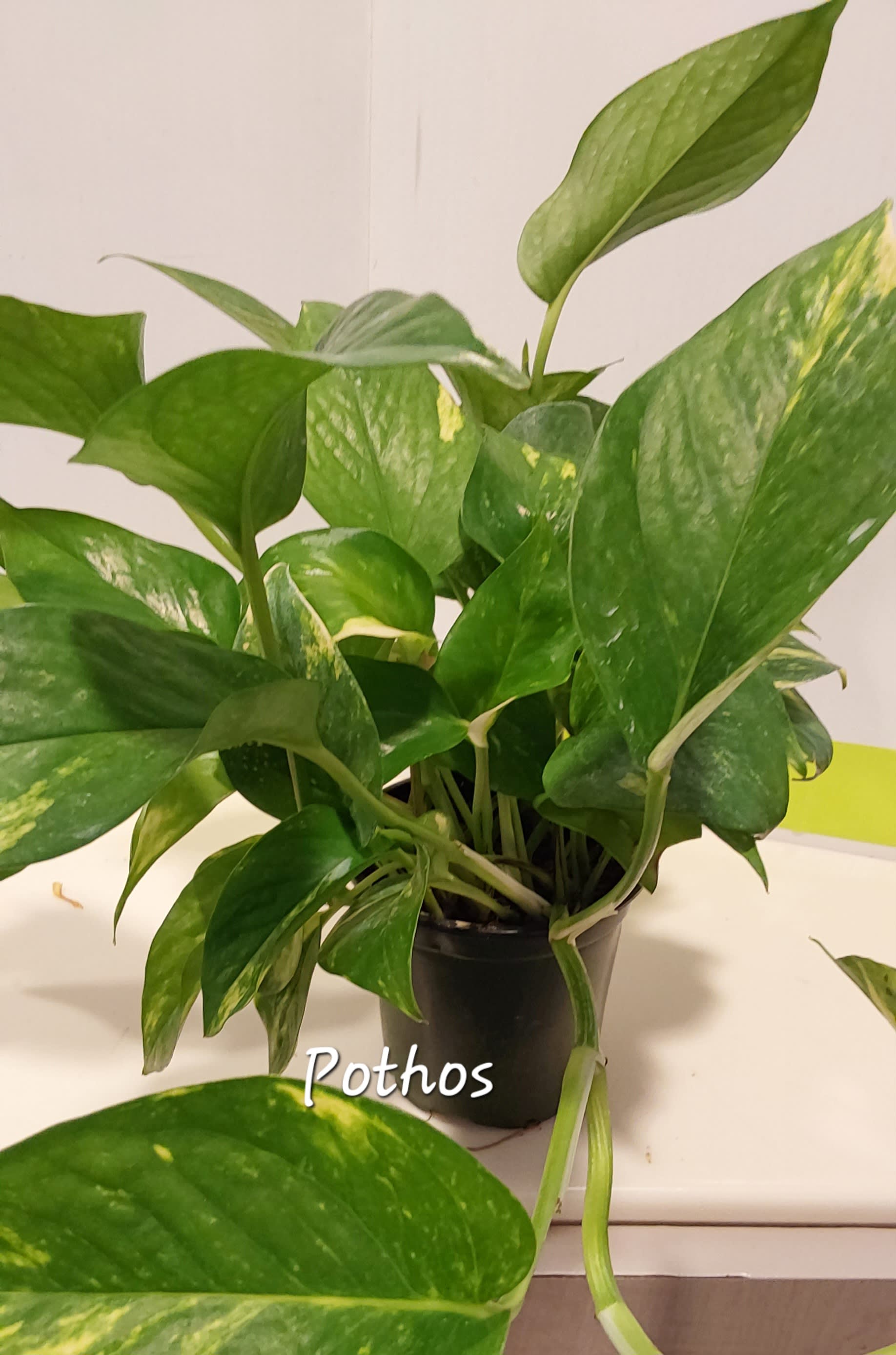 Golden Pothos - House Plants - Cat's Gardens - Mini-Garden Plant Nursery