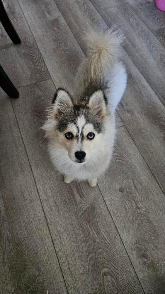 Rasta F3 Female Silver Wolf Sable -Blue Eyes - Sold Puppies - My Crazy ...