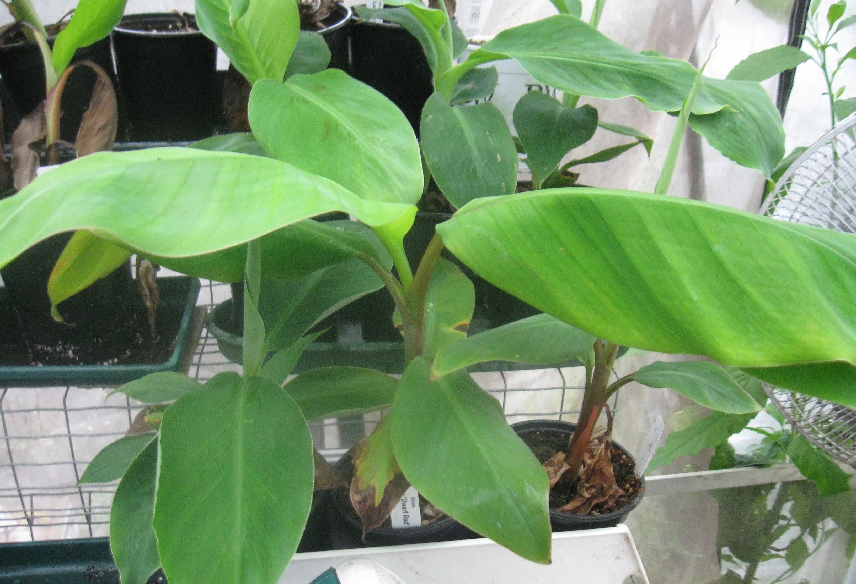 Banana Tree Musa, ‘Gran Nain’ - Tropical Plants - Your Local Tropical ...