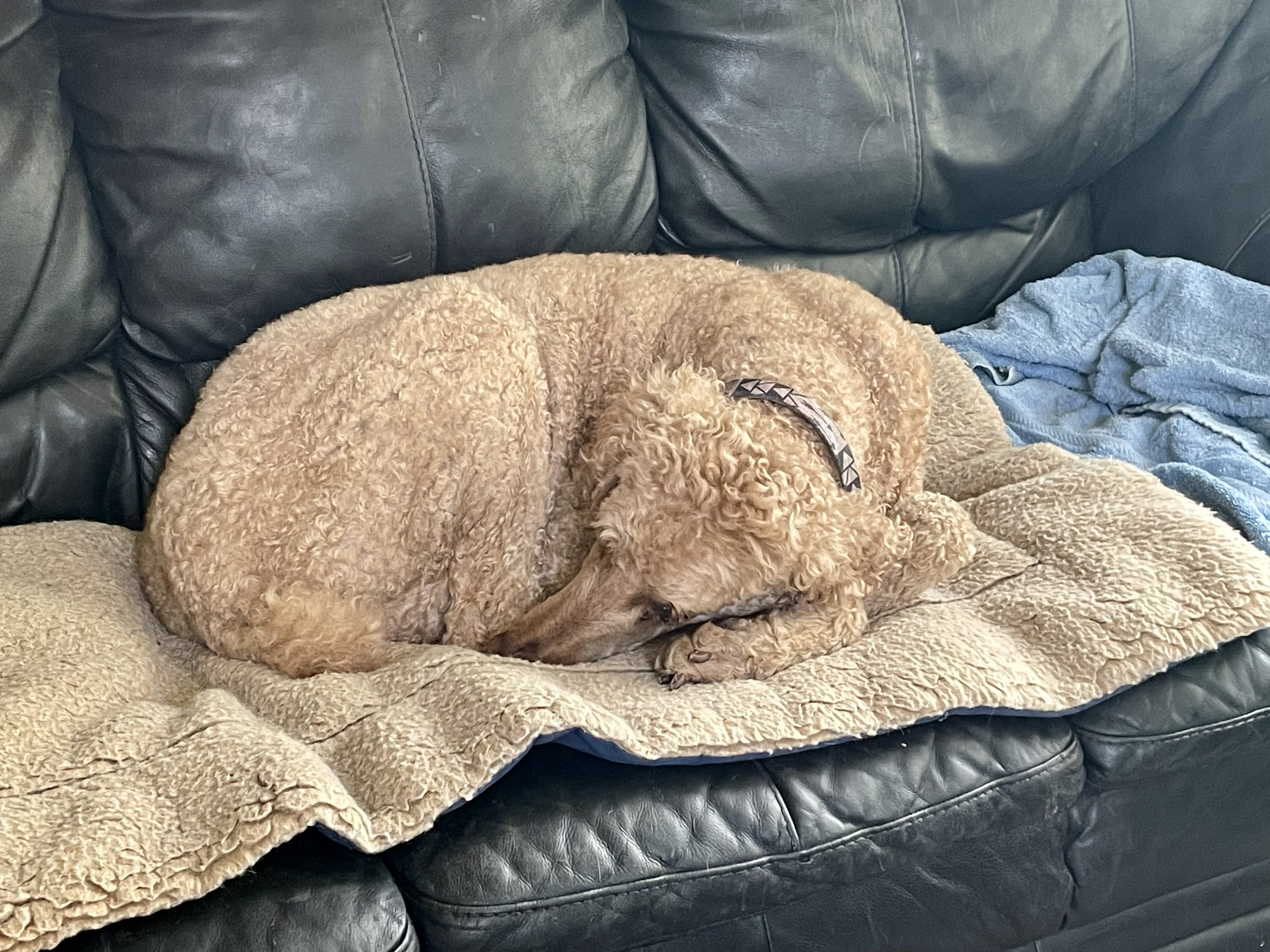 Rehabilitation Massage full session - Helping your pet thrive in every ...