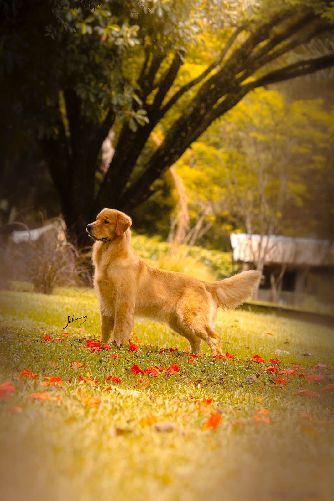 One Golden Tale “Allison” - Females - Sound Golden Kennels | Breeder ...
