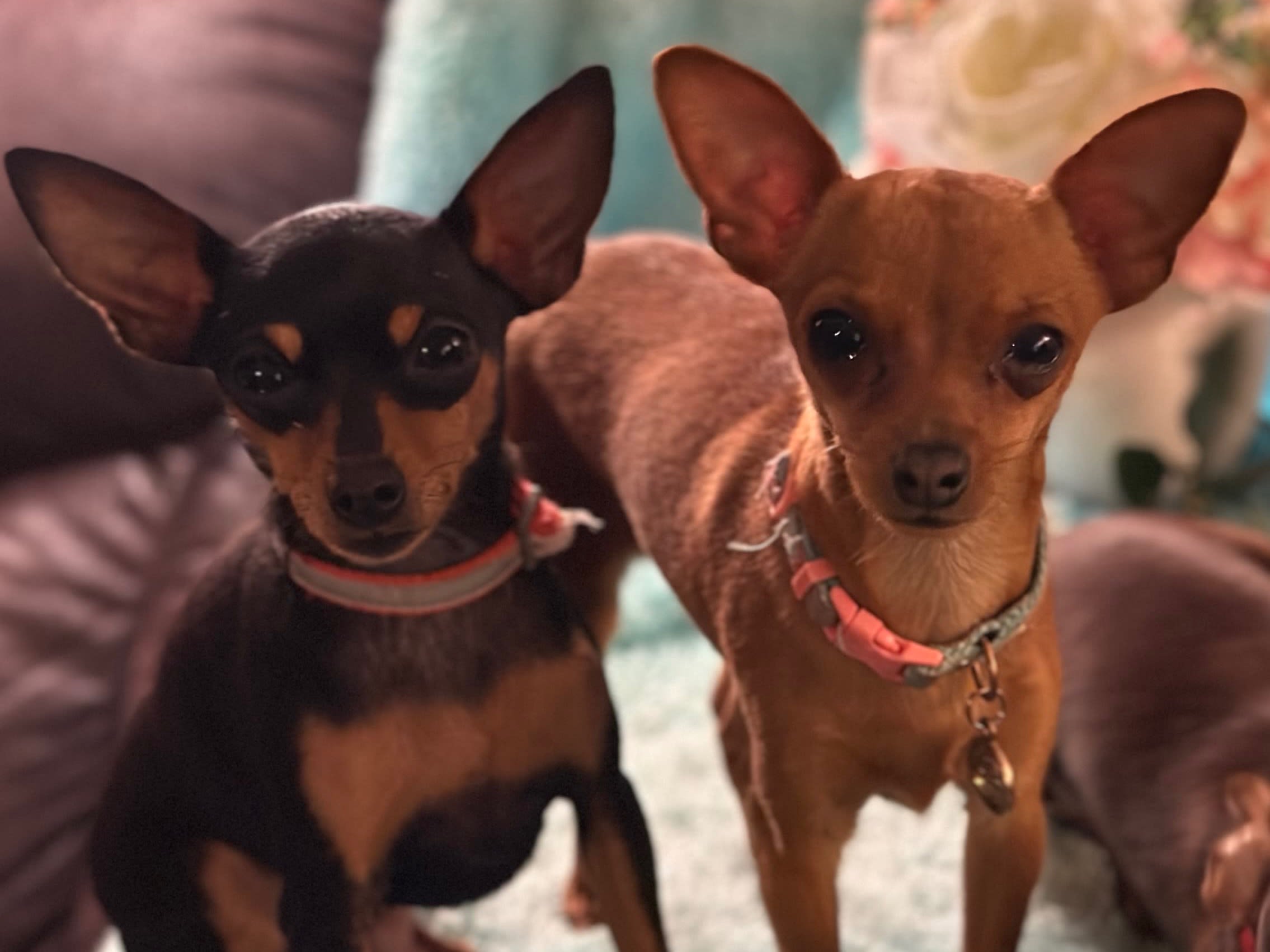 Best Pet Breeder in Alaska - North Star Gems "Prague Ratters" | Seward ...