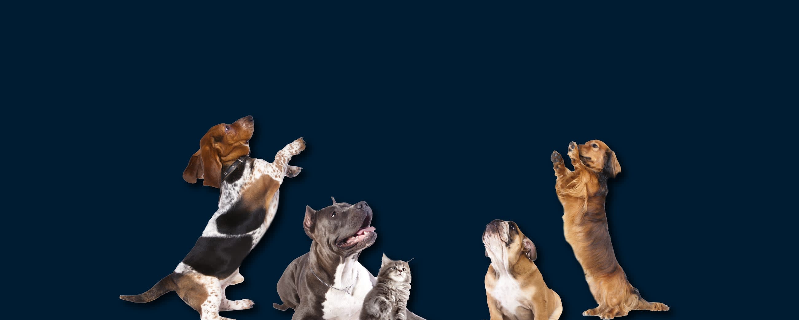 Bark Wit Ya Dog, an E-commerce Pet Shop in Brooklyn