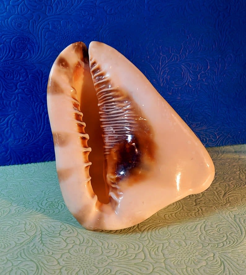 Eshu Aye Elegua Shell Aje seashell conch Warrior orisha Eshu Legba Esu ...