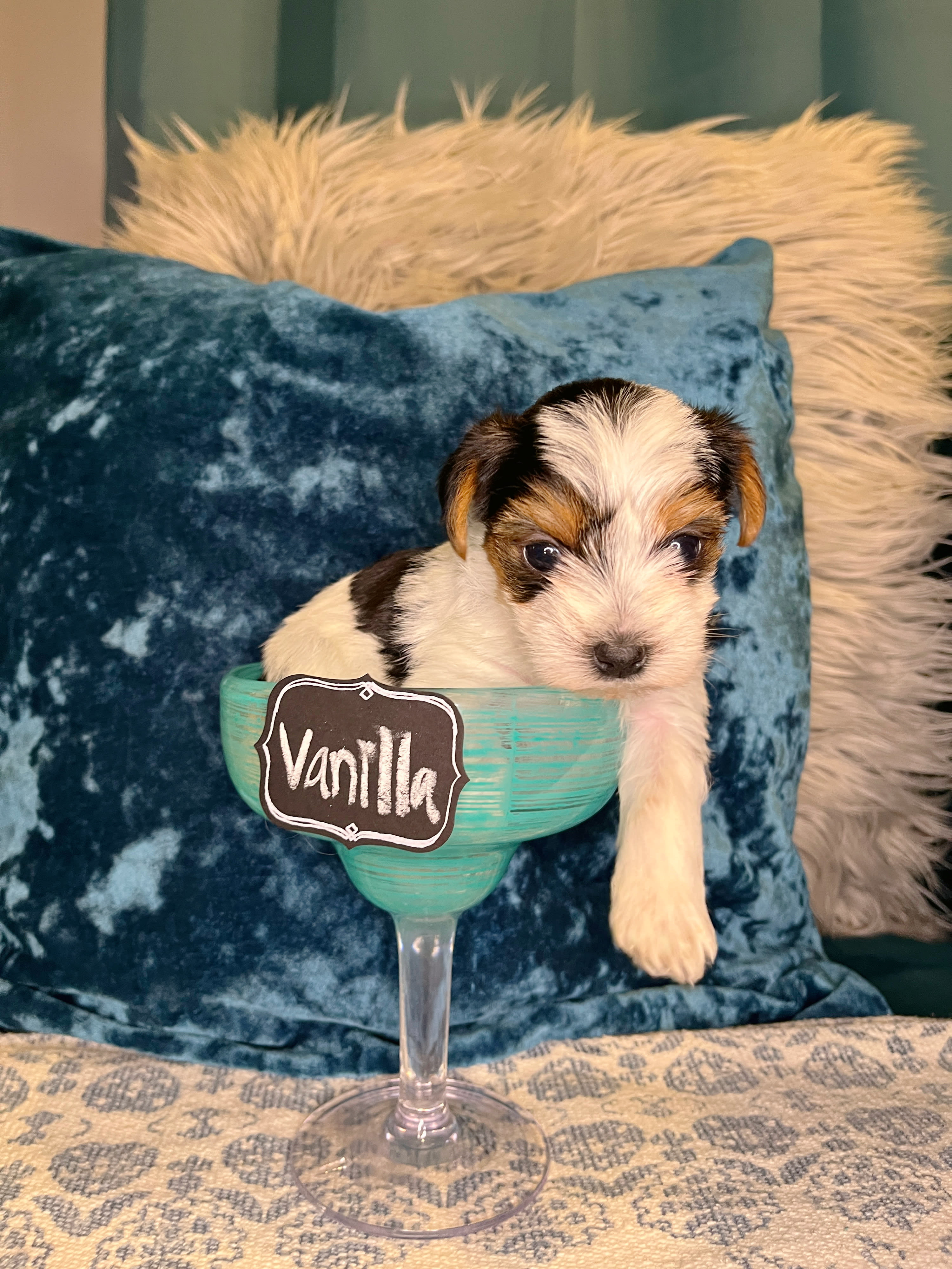 Vanilla - SOLD - Puppies - Yummy Yorkies | Yorkshire Breeders in Cypress