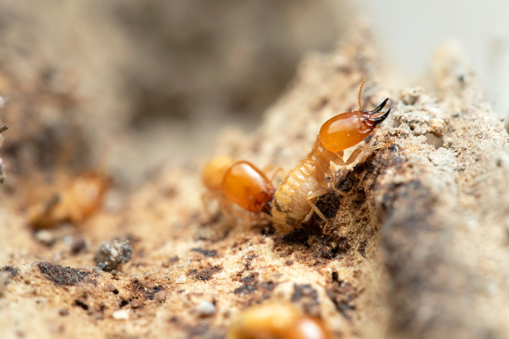 Termite Control - Pest Management - SafeGUARD Termite & Pest Control ...