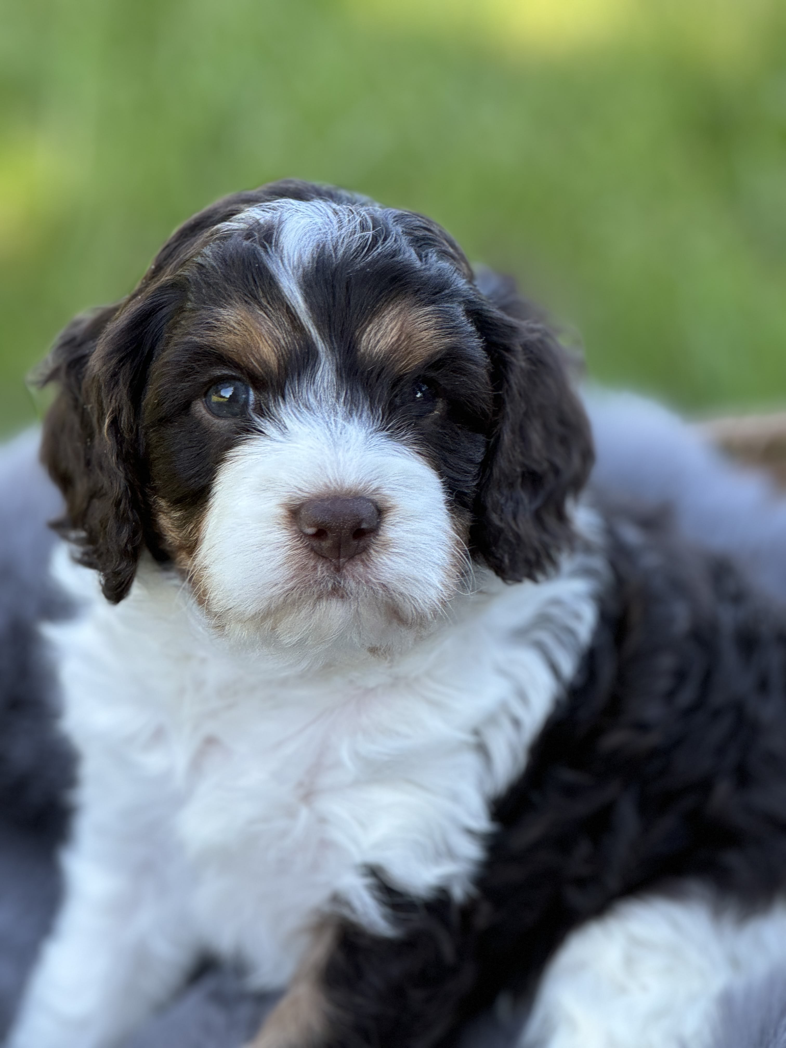 Buy cavapoo puppies near me