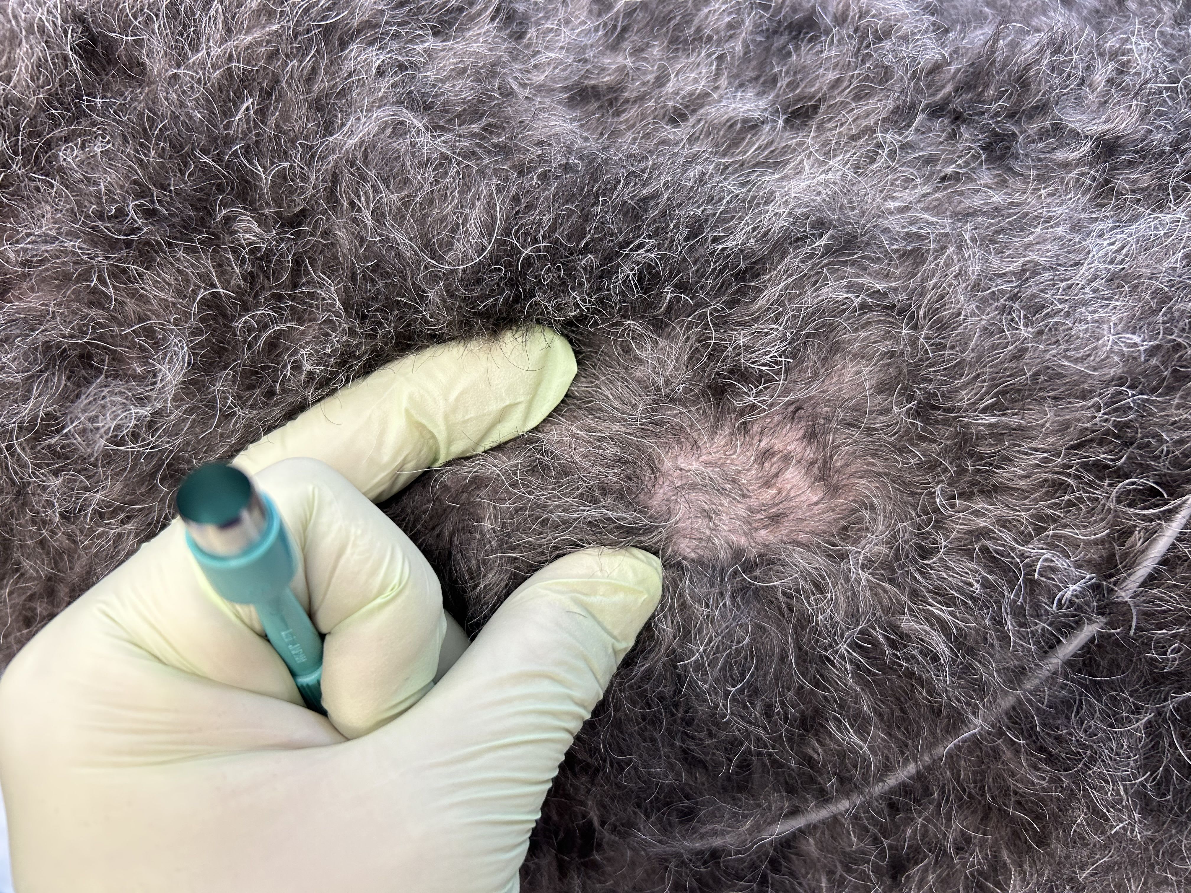 Skin Problems - Pet Health Services - Zenith Veterinary Dermatology ...