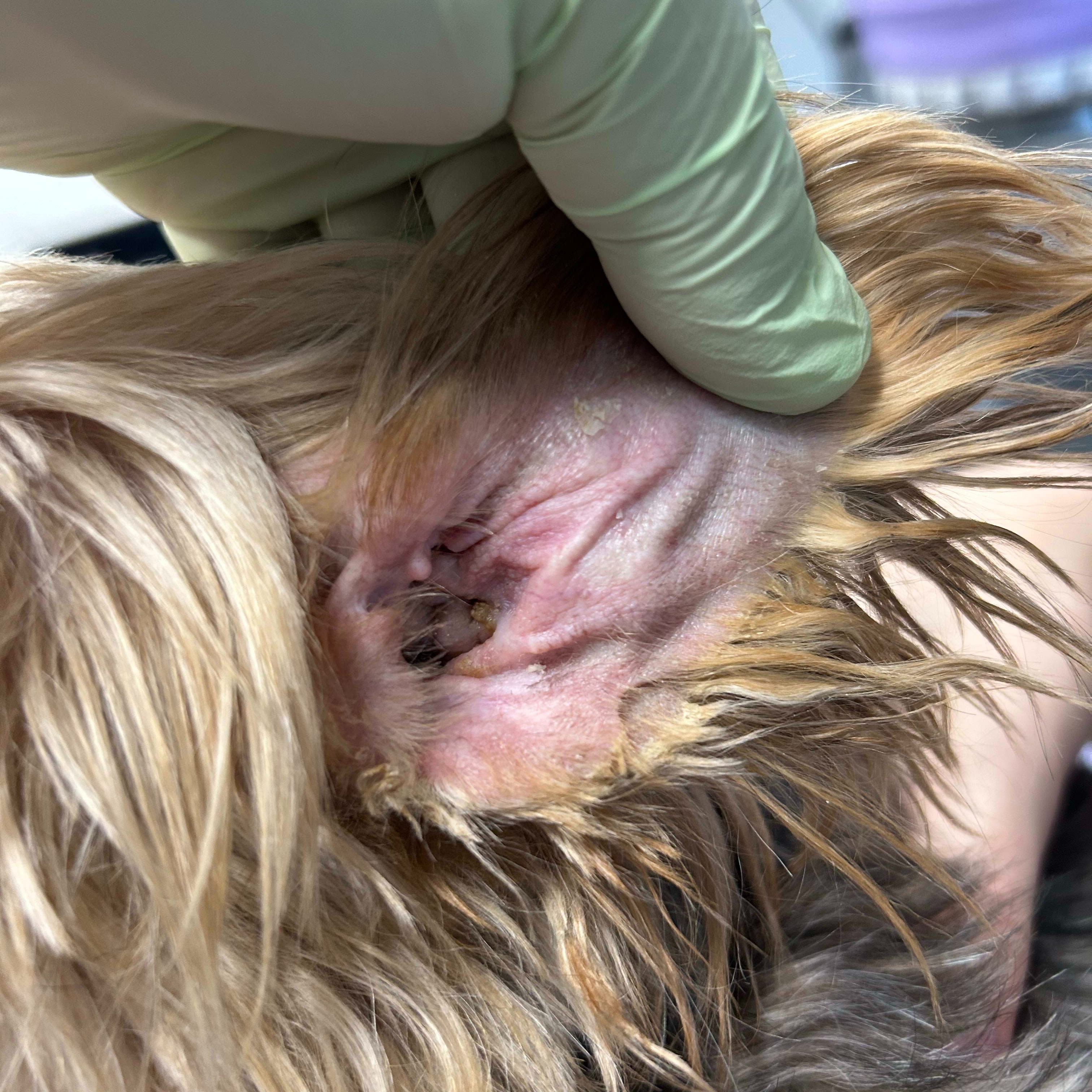 Chronic Ear Infections - Pet Health Services - Zenith Veterinary ...