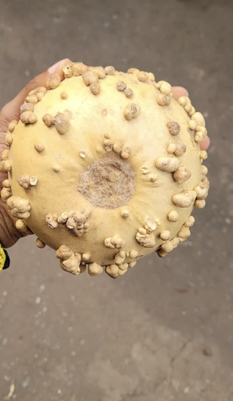 Igba Onikoko (Calabash) - Orisa Items & Herbal Supplies - African ...