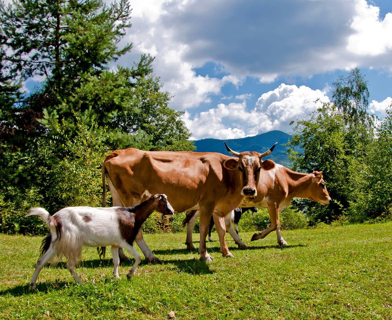 Luz Farms, LLC | Animal Snuggle Sessions & Farm Products in Monee