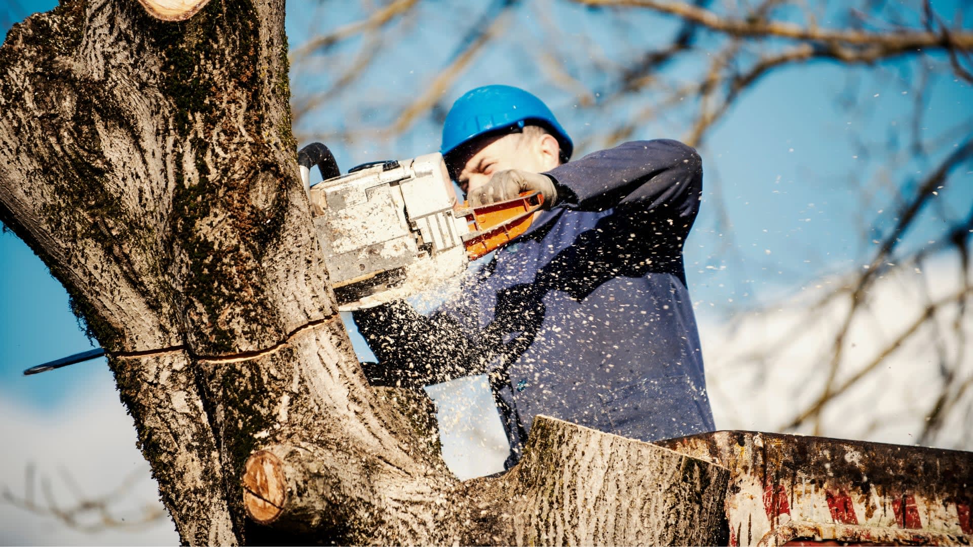 J&A Tree Chompers | Fort Lauderdale Tree Service Experts