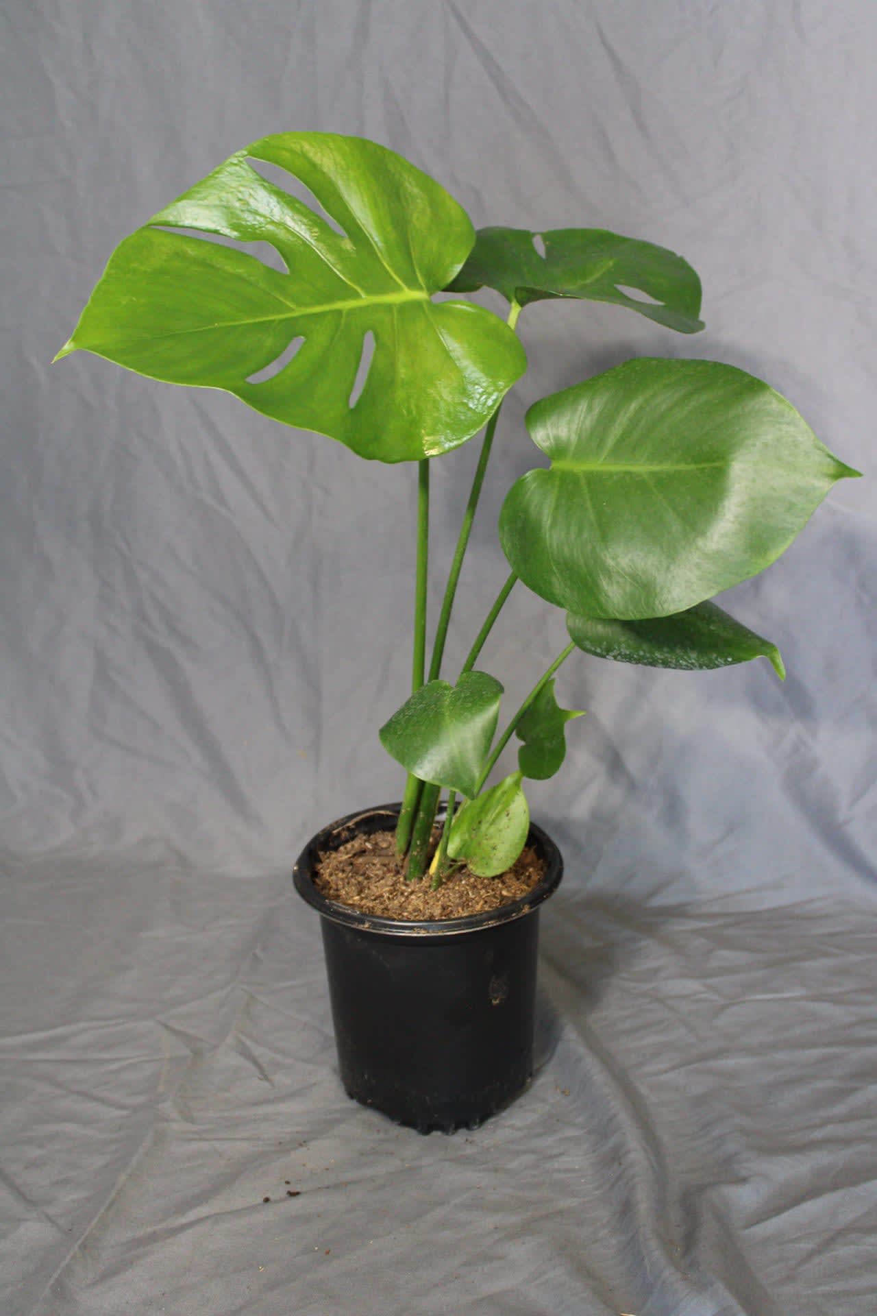 Monstera Deliciosa - Tropical Plants - Paul Plants | San Antonio ...