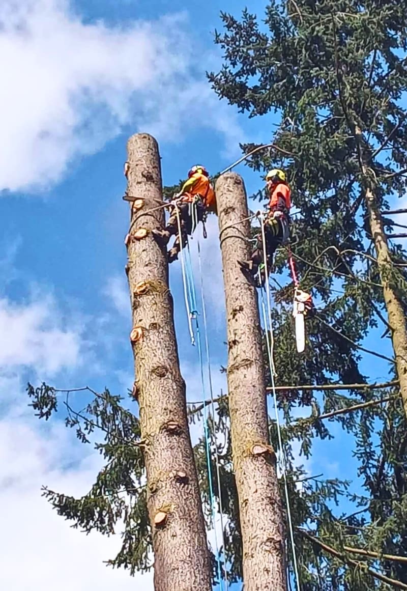 Tree Removal - Tree Care - AJ’s Tree Experts, LLC | Tree Services ...