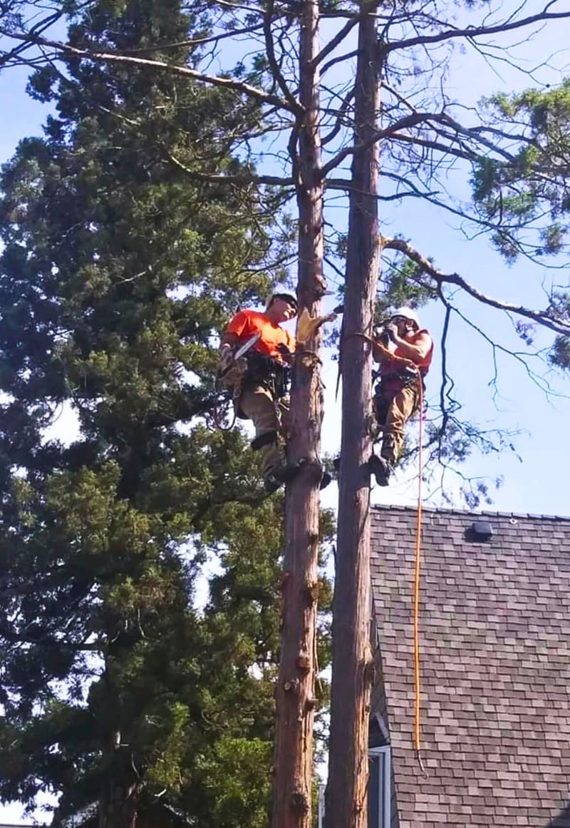 Consultation & Assessment - Tree Care - AJ’s Tree Experts, LLC | Tree ...