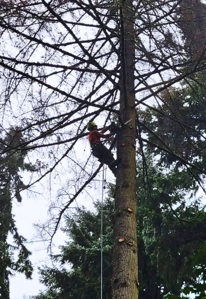 Tree Health Care Tree Care Aj S Tree Experts Llc Tree Services