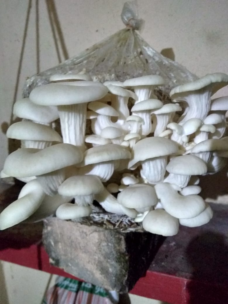 Oyster and milky mushroom production training - Training Course - JNN ... Oyster and milky mushroom production training - Training Course - JNN ...