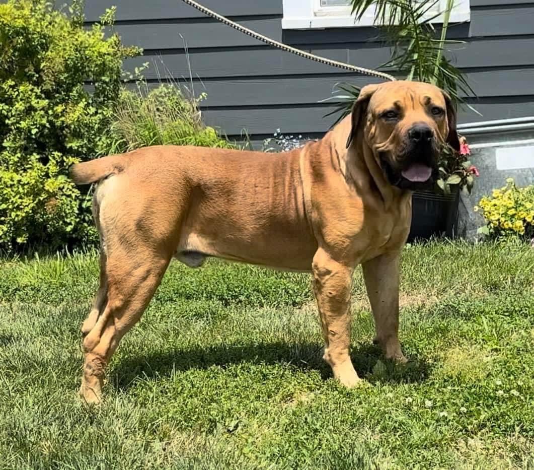 Afrika Torque - Adult dogs - Majestic Boerboels | Dog Kennel in Wills Point