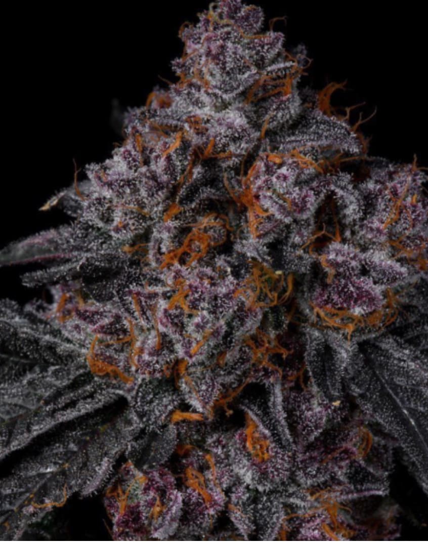 Permanent Marker (J Beezy) - CanniCut’s Clone Selection - CanniCuts | E ...