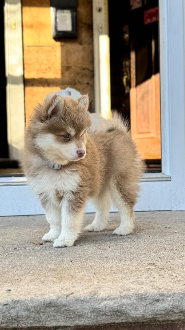 Top Pomsky Breeder in Hurleyville - My Crazy Pomskys | Pomsky Breeder in Hurleyville