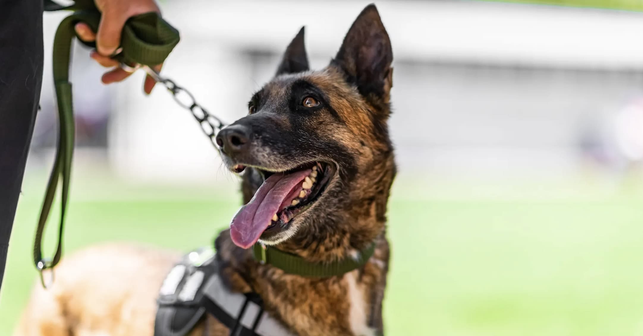 Texas Certified Mold Detection I Expert Mold Dog Team