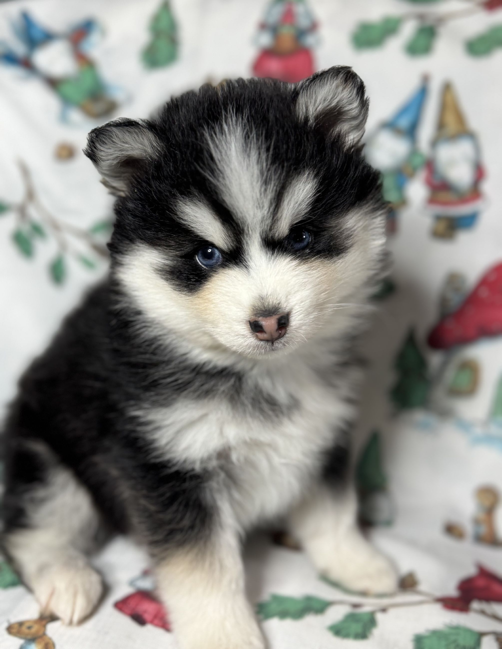 Apollo - Sold Pomsky Puppies - Lara’s Ranch Pomskies | Dog Breeder | Homeland, CA